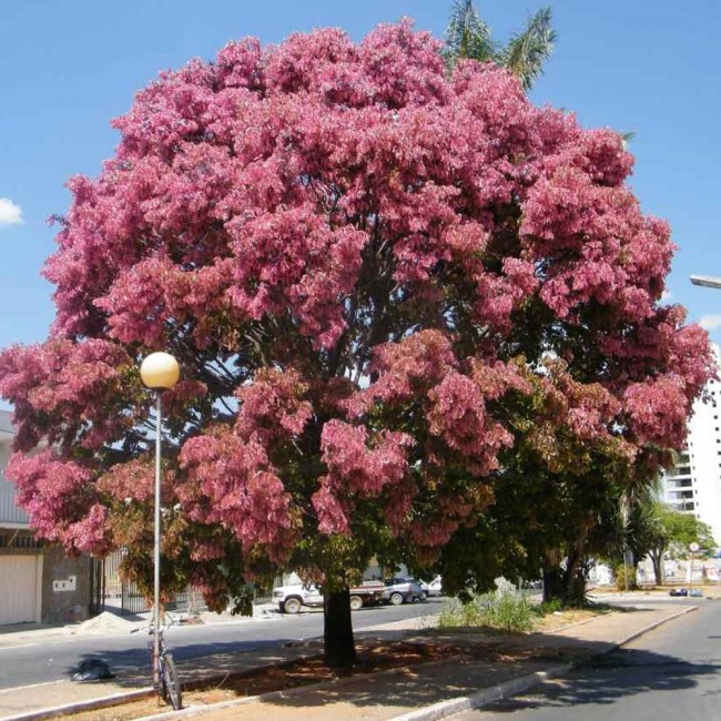 Paraiso das Árvores Cássia Rosa – Cassia grandis Tudo em Árvores e ...
