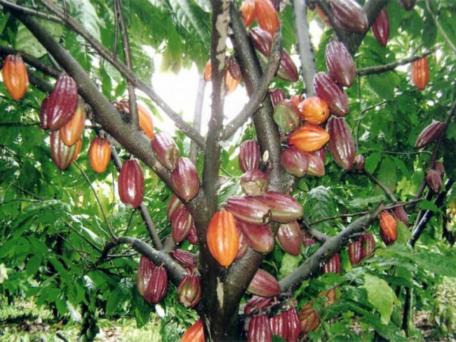 Paraiso das Árvores Cacaueiro - Theobroma cacao - Árvores Frutíferas ...