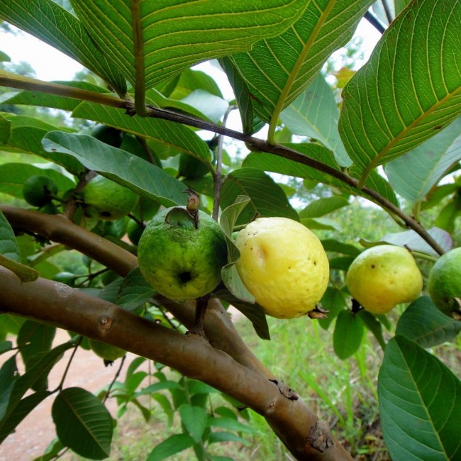 Paraiso das Árvores Goiabeira - Psidium guajava Tudo em Árvores e ...