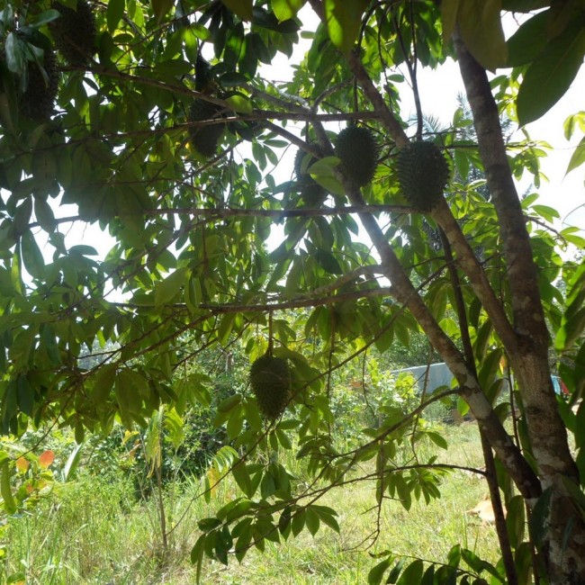 Paraiso das Árvores Graviola - Annona muricata Tudo em Árvores e ...
