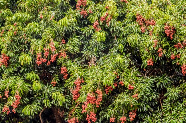 Paraiso das Árvores Lichia - Litchi chinensis - Árvores Frutíferas Tudo ...