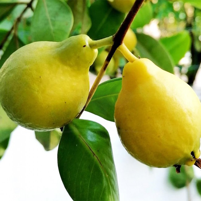 Paraiso das Árvores Muda Araçá Pera - Psidium acutangulum Tudo em ...