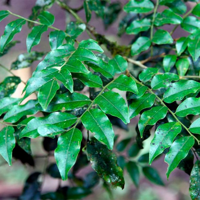 Paraiso das Árvores Muda Cabreúva - Myroxylon peruiferum Tudo em ...