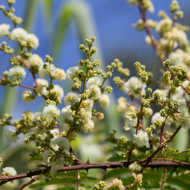 Paraiso das Árvores Muda Monjoleiro - Senegalia polyphylla Tudo em ...