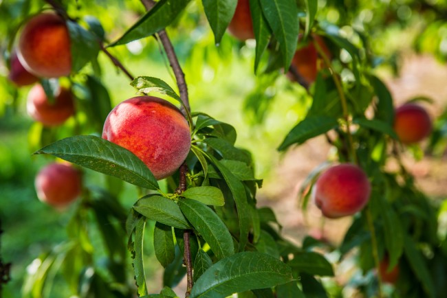 Paraiso das Árvores Pessegueiro - Pêssego - Árvores Frutíferas Tudo em ...