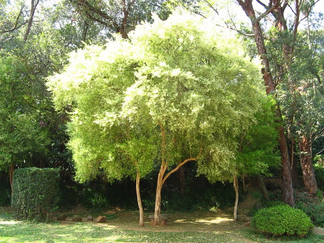 Paraiso das Árvores Pitangueira - Eugenia uniflora Tudo em Árvores e ...