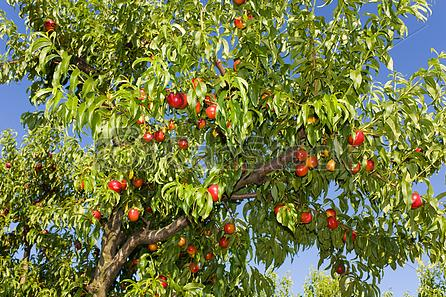 Paraiso das Árvores Pessegueiro - Pêssego - Árvores Frutíferas Tudo em ...